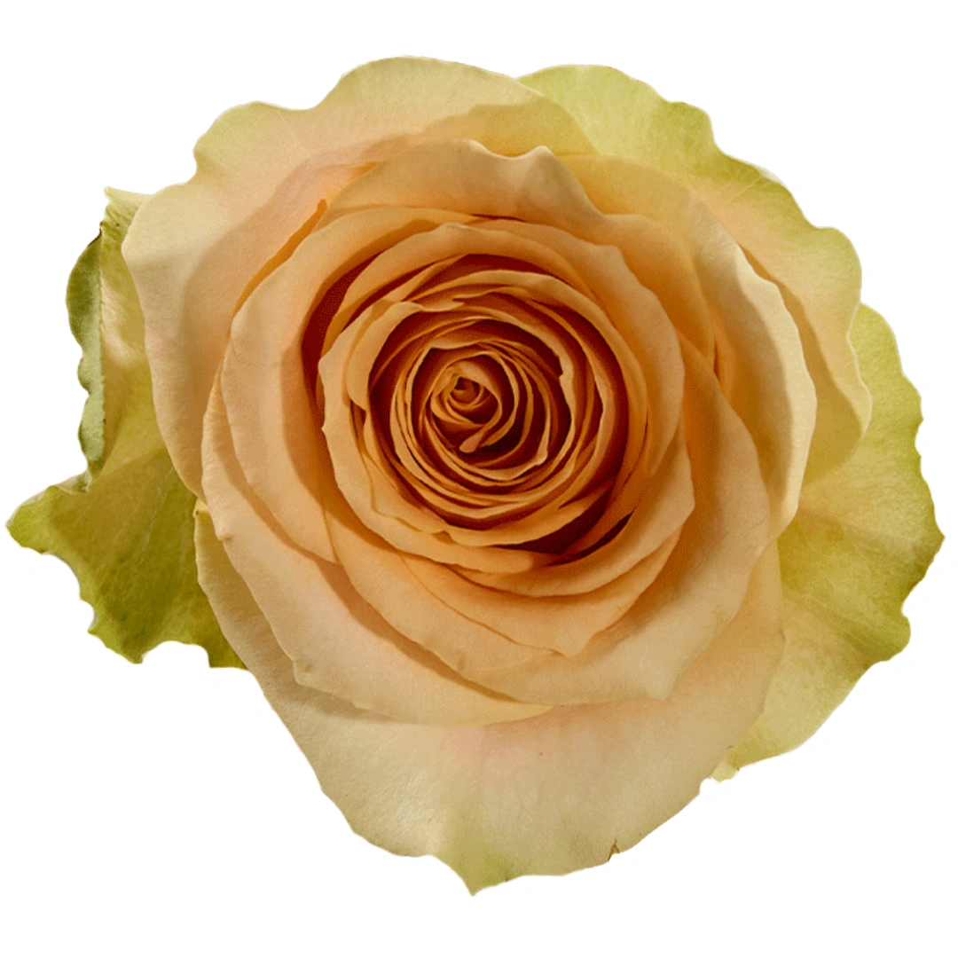 Nectarine - Tessa The Finest Flowers
