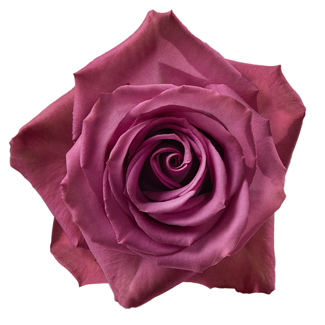 Piacere - Tessa The Finest Flowers