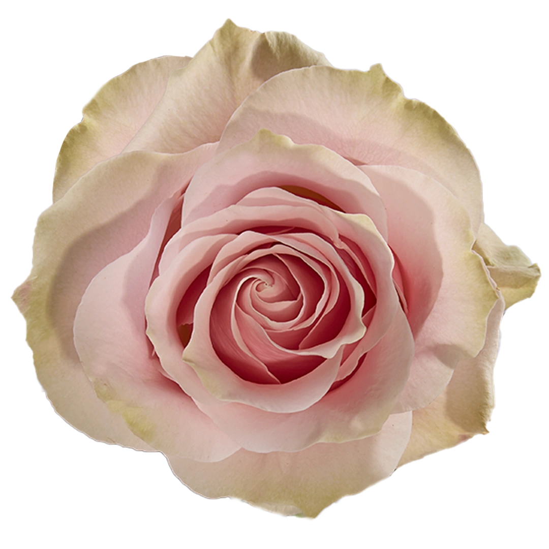 Pink Mondial - Tessa The Finest Flowers