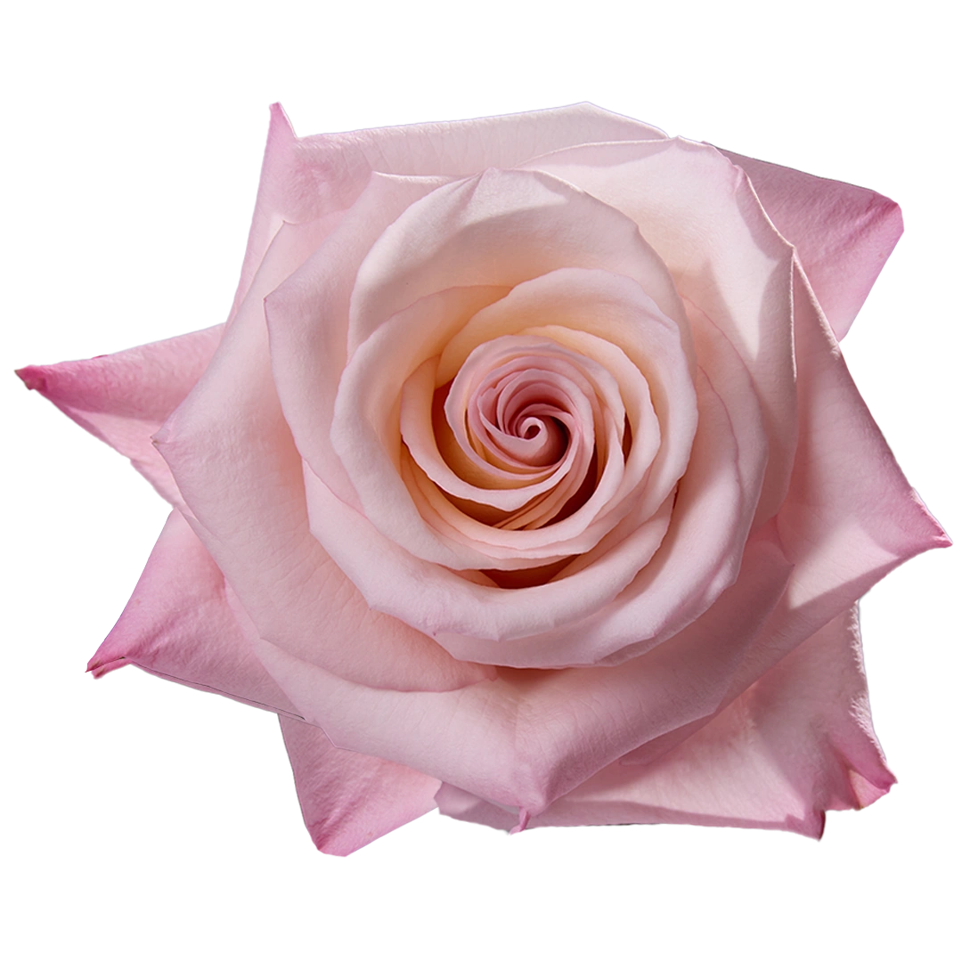Rhoslyn - Tessa The Finest Flowers