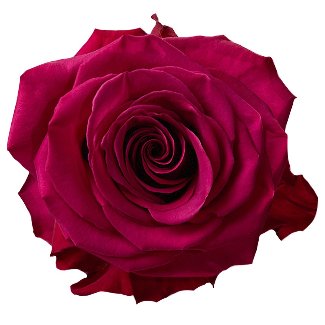 Roseberry - Tessa The Finest Flowers