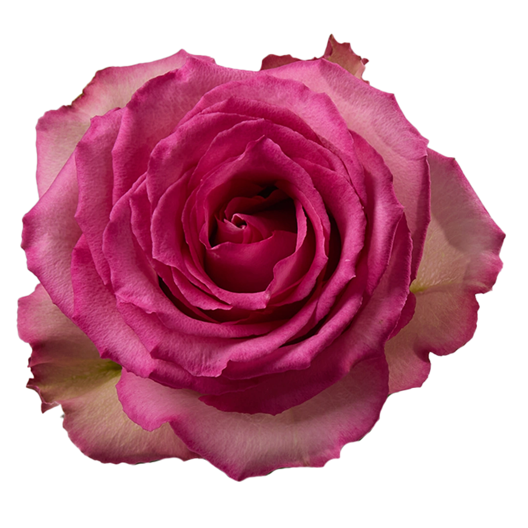 Sweet Unique - Tessa The Finest Flowers