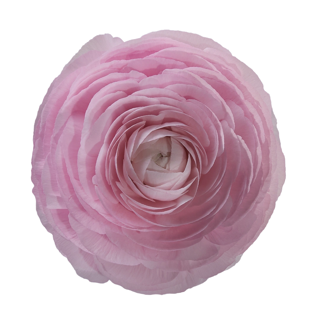 Cloni Success Lady - Tessa The Finest Flowers