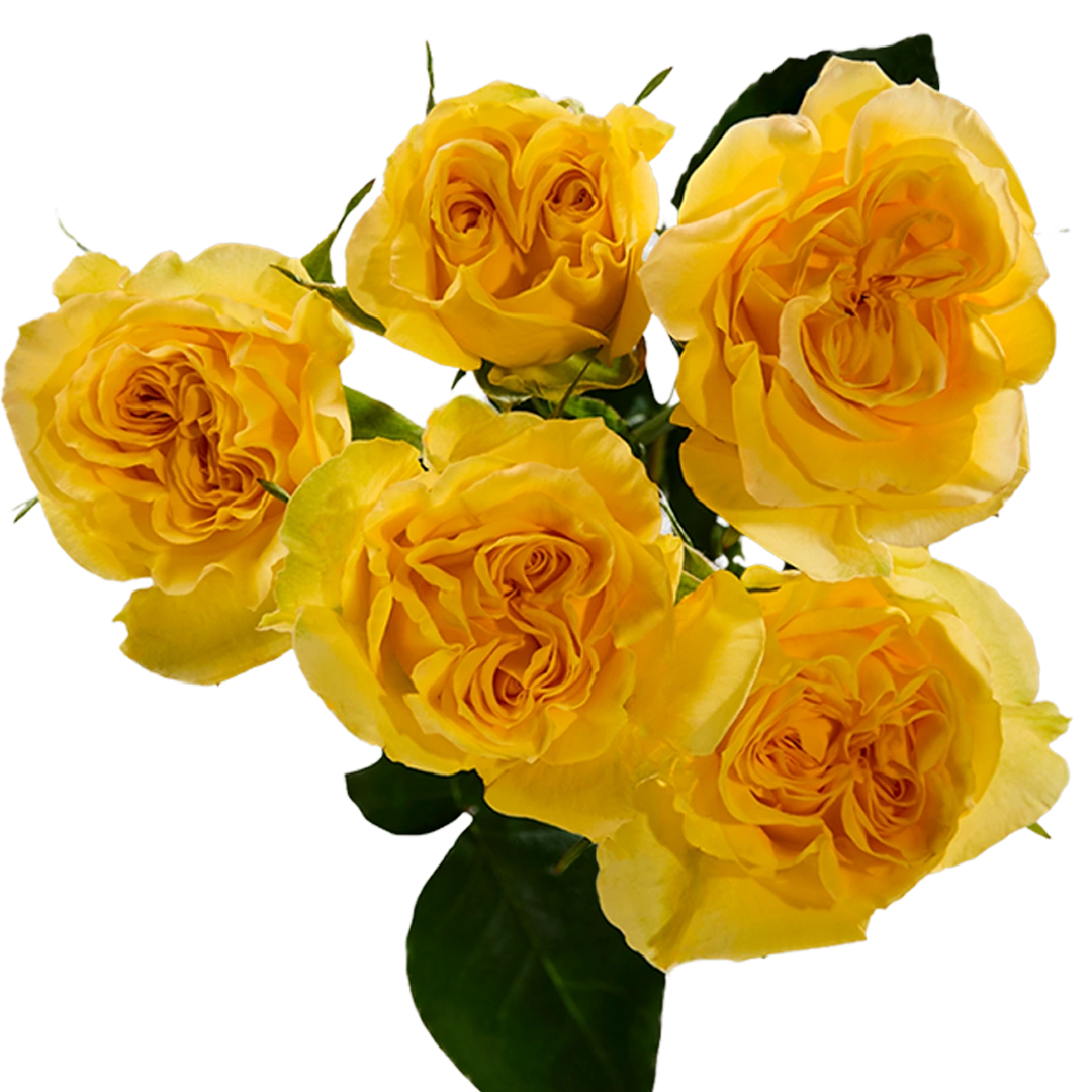 Fibonacci Gioconda - Tessa The Finest Flowers