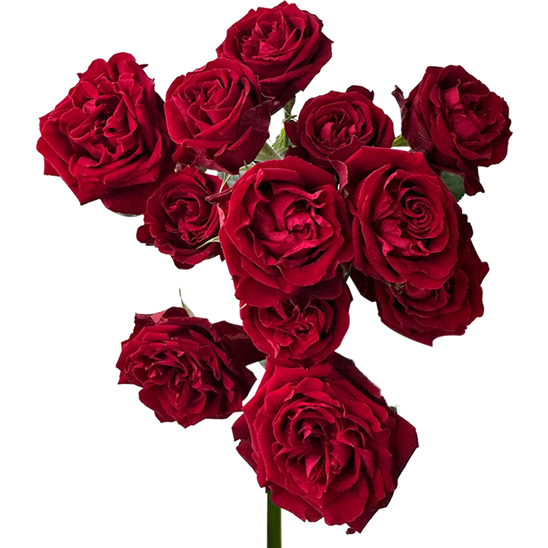 Fibonacci Rosso - Tessa The Finest Flowers