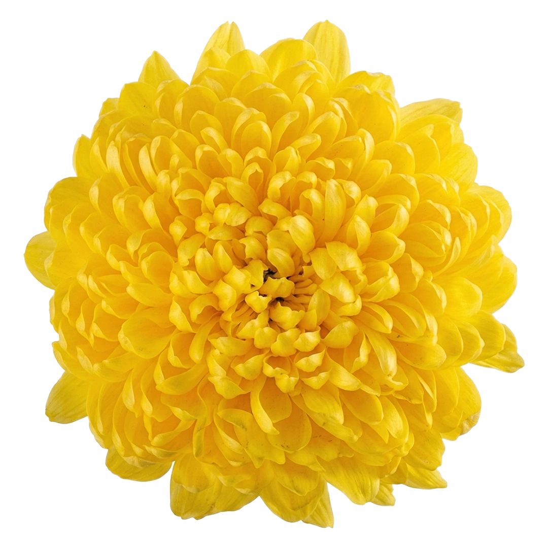 Cremons Yellow - Tessa The Finest Flowers