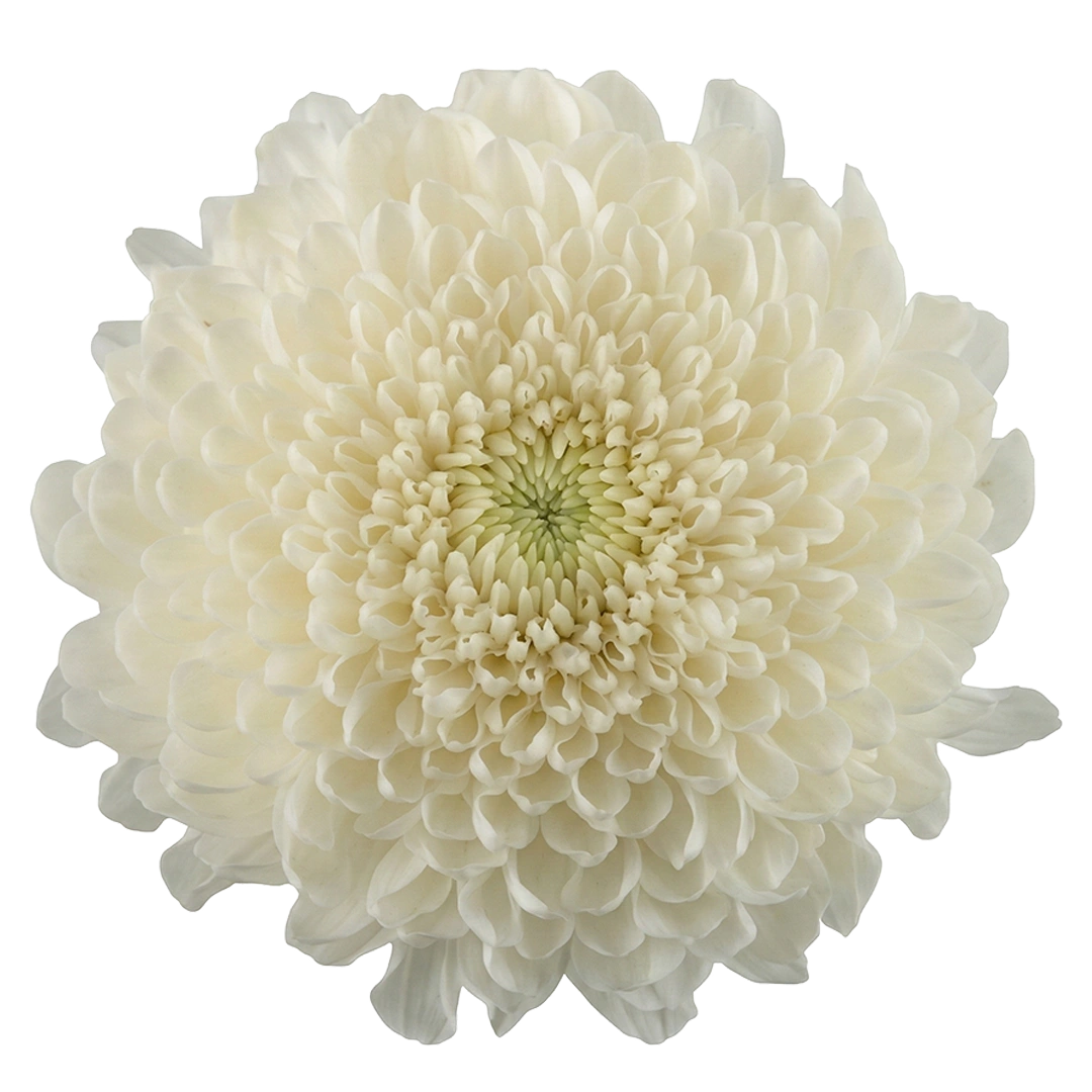 Disbud Ball White - Tessa The Finest Flowers